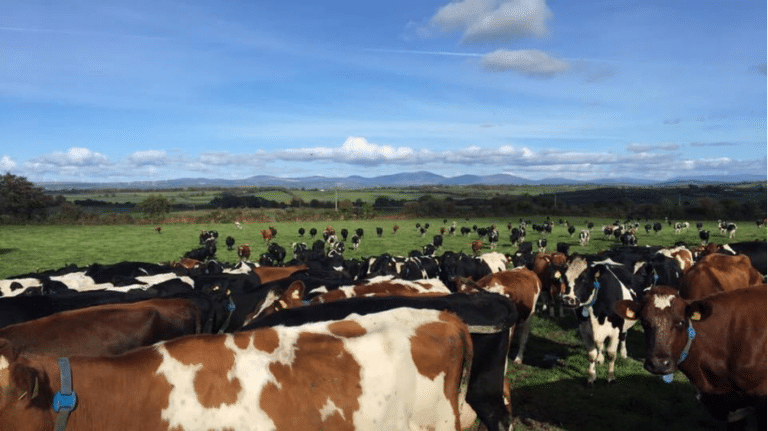 Dairy Farm Jobs Ireland | Ireland dairy farm recruiter
