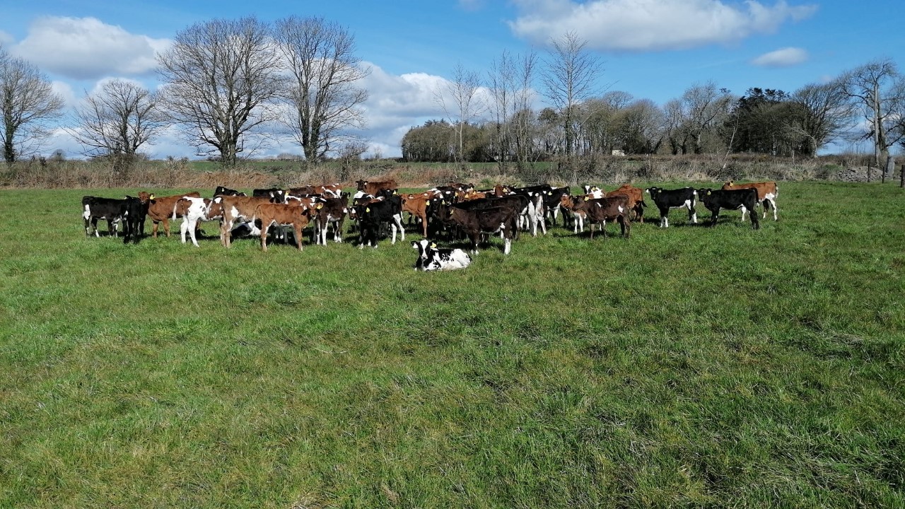 Dairy Farm Jobs Ireland | Ireland dairy farm recruiter